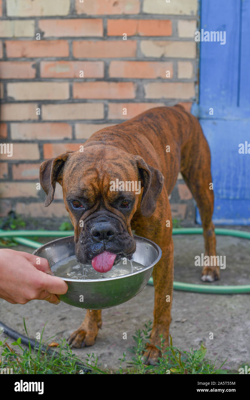 Summer outdoors portrait of Geman boxer dog on hot sunny day. Brown ...