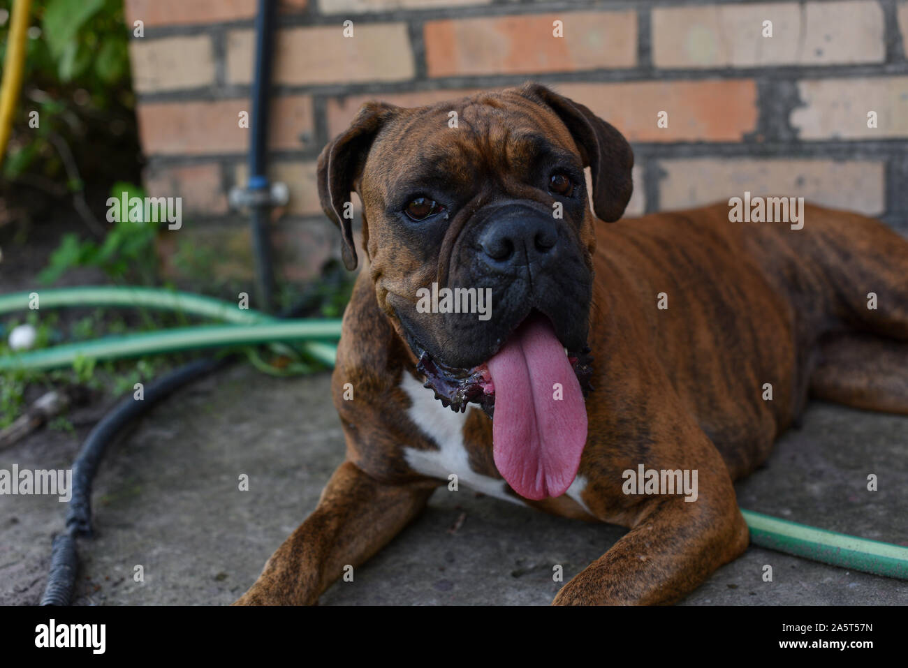 Summer outdoors portrait of Geman boxer dog on hot sunny day. Brown ...