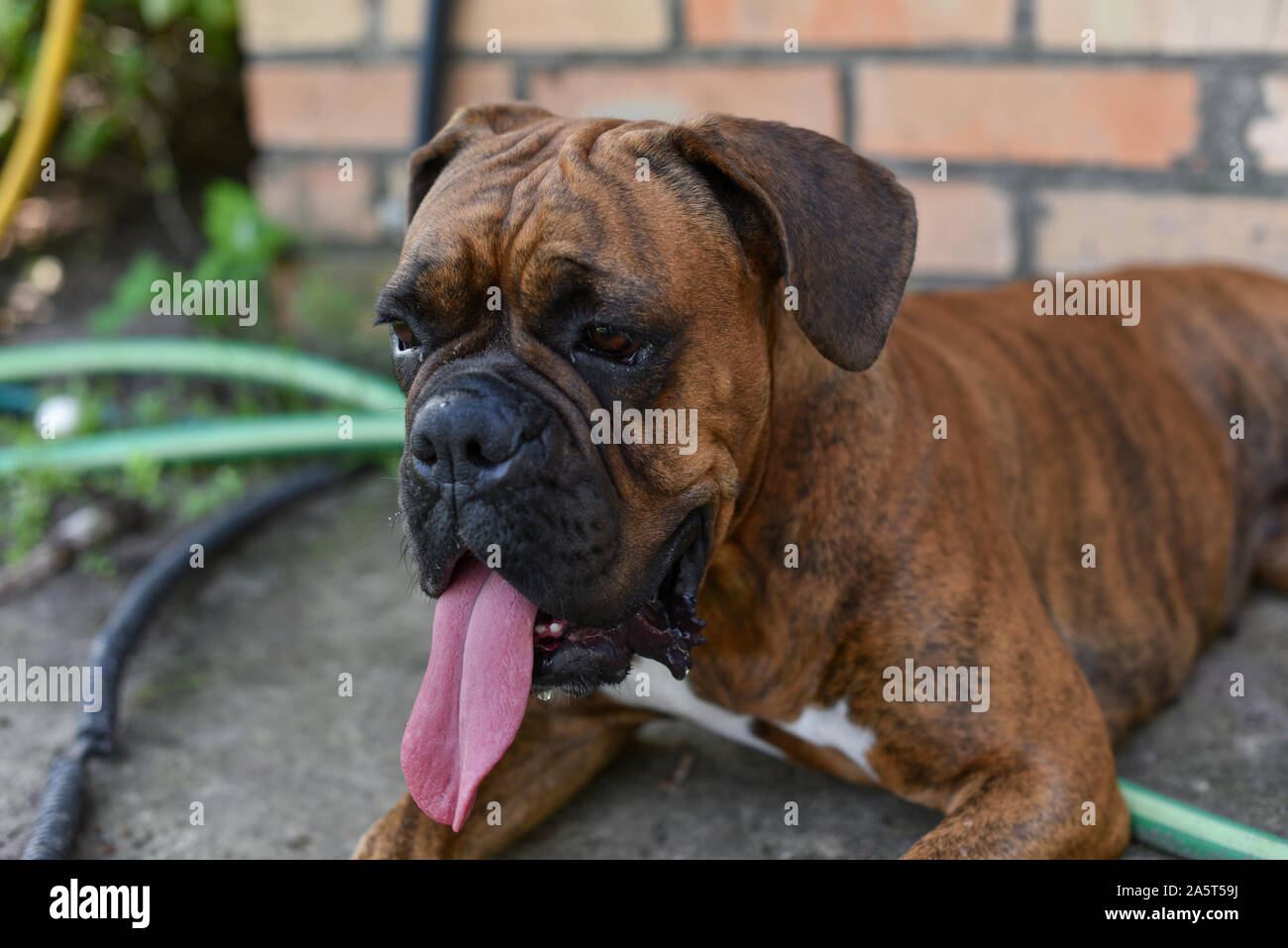 Summer outdoors portrait of Geman boxer dog on hot sunny day. Brown ...