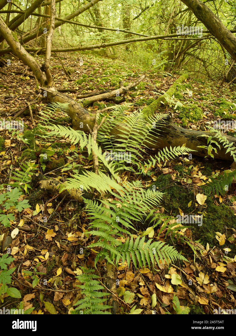 Ferns in autumn on a surrey woodland floor with fallen leaves and ...