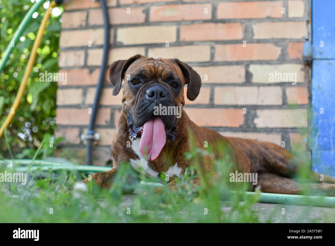 Summer outdoors portrait of Geman boxer dog on hot sunny day. Brown ...