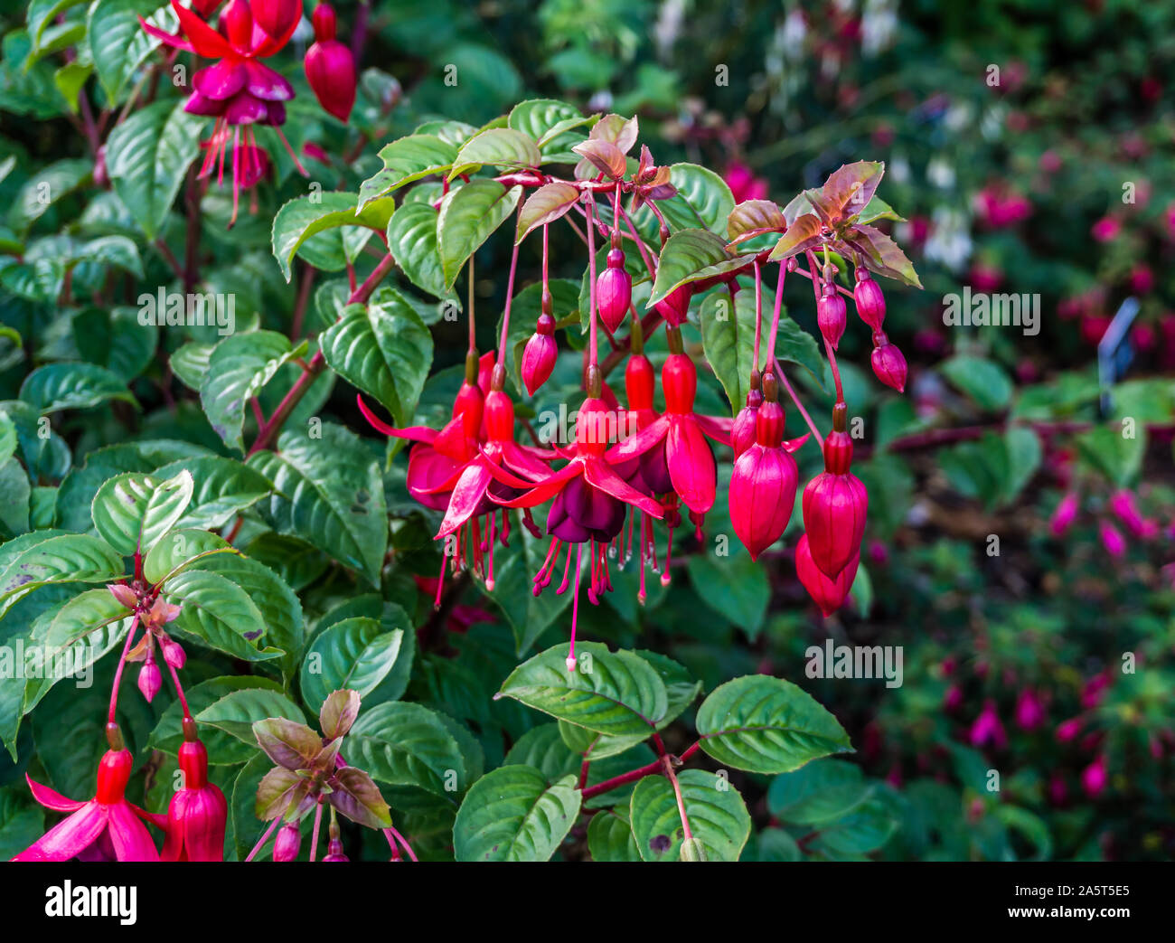 Red fuschia hi-res stock photography and images - Alamy