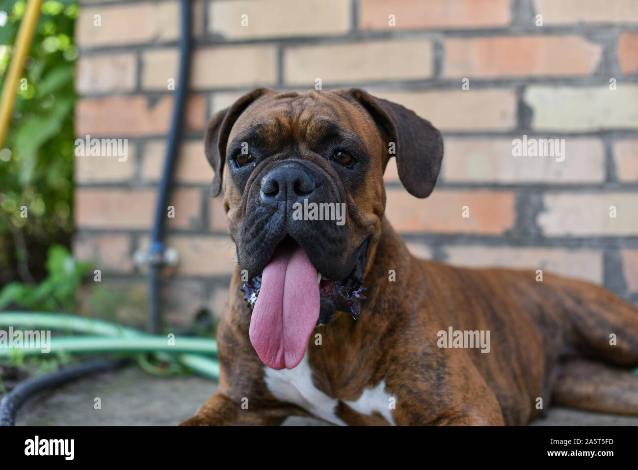 Summer outdoors portrait of Geman boxer dog on hot sunny day. Brown ...