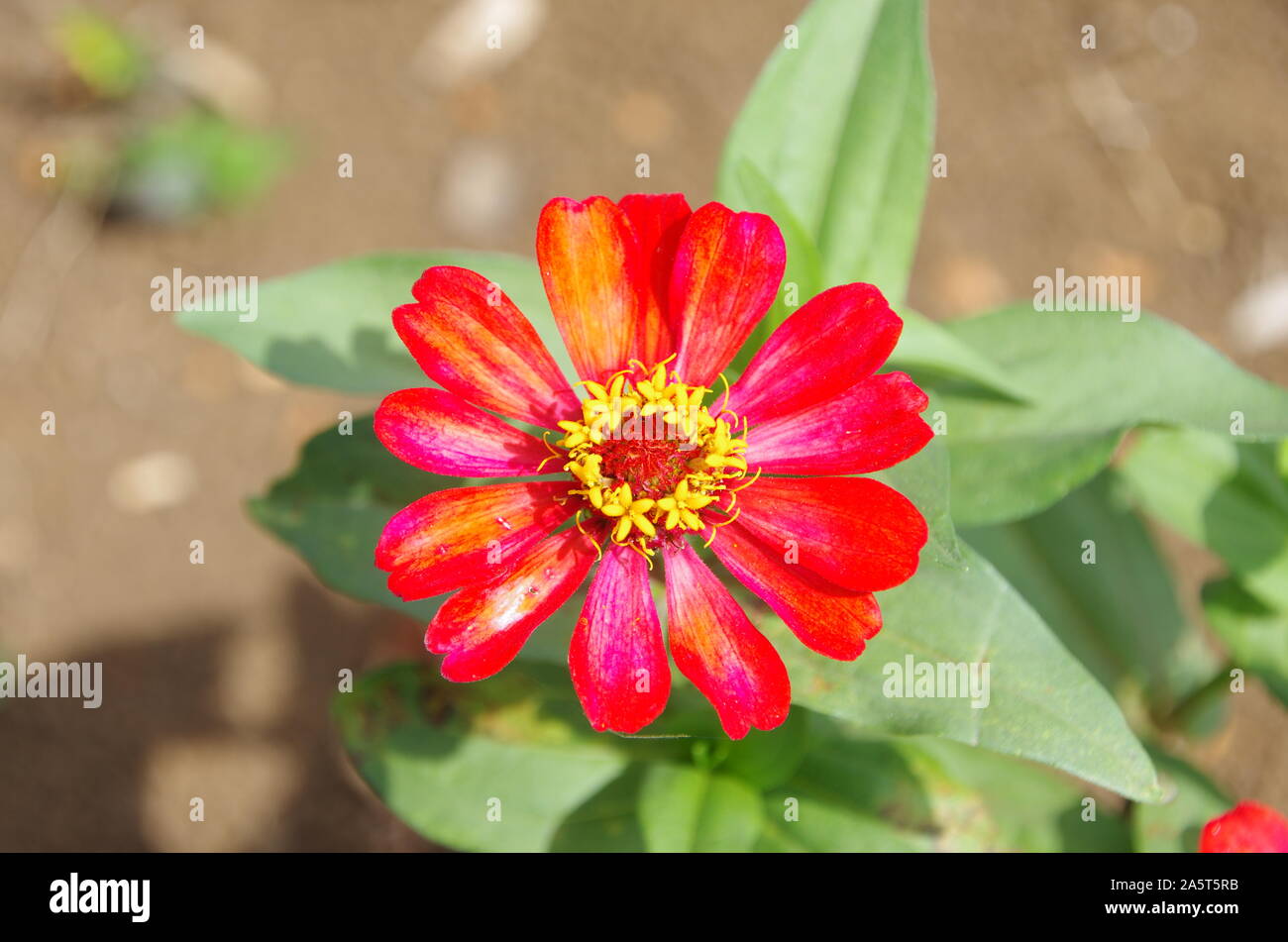 Flower on the Java island in Indonesia Stock Photo - Alamy