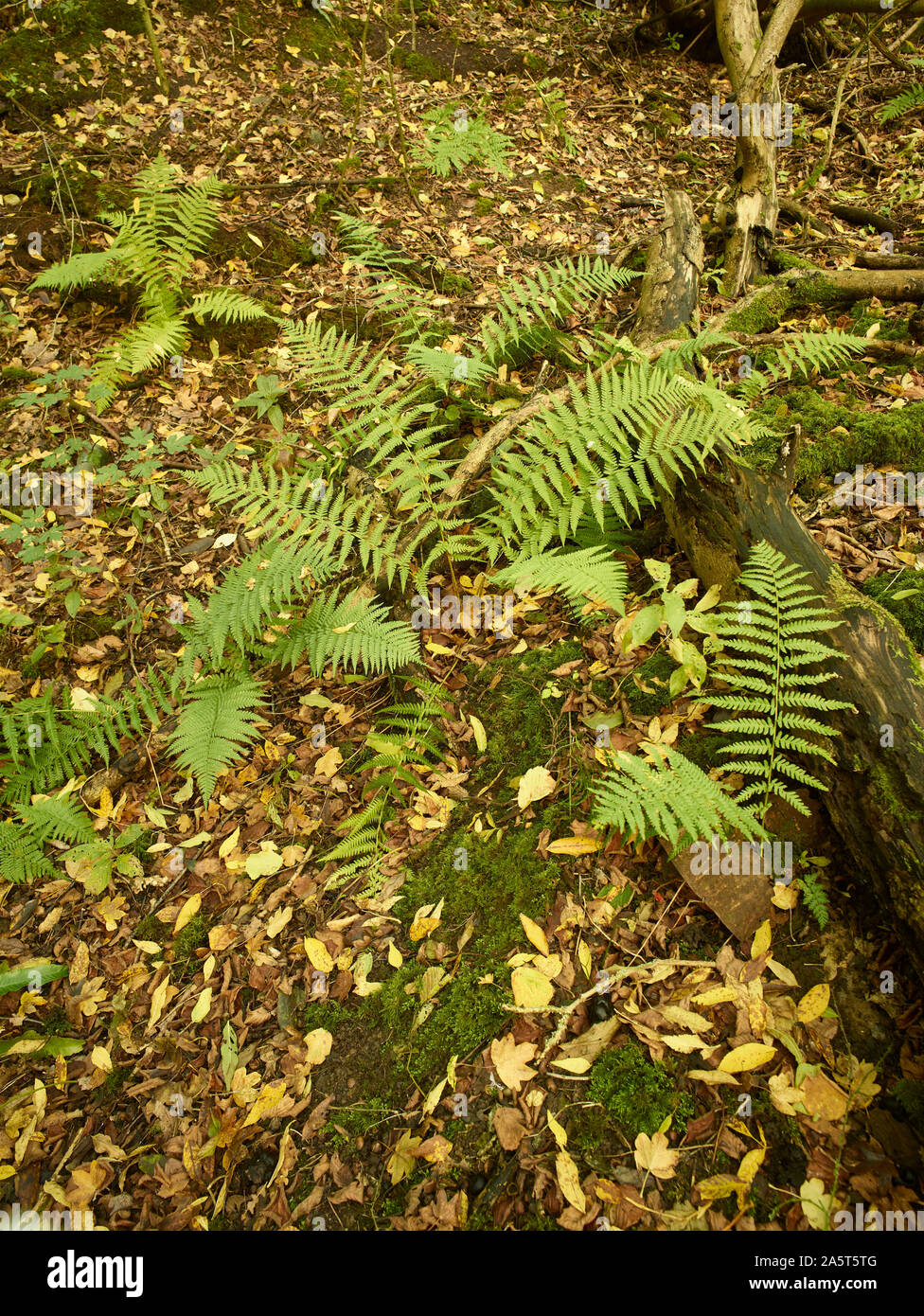 Ferns in autumn on a surrey woodland floor with fallen leaves and ...
