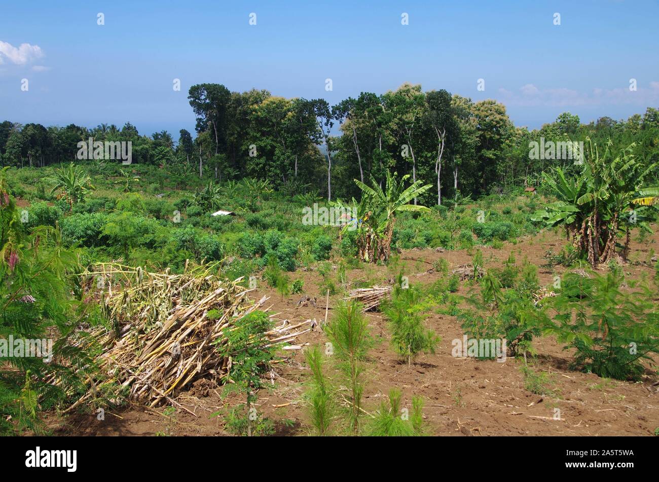 Rural landscape on the Java island in Indonesia Stock Photo - Alamy