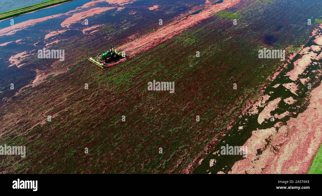 Cranberry bog aerial hi-res stock photography and images - Alamy