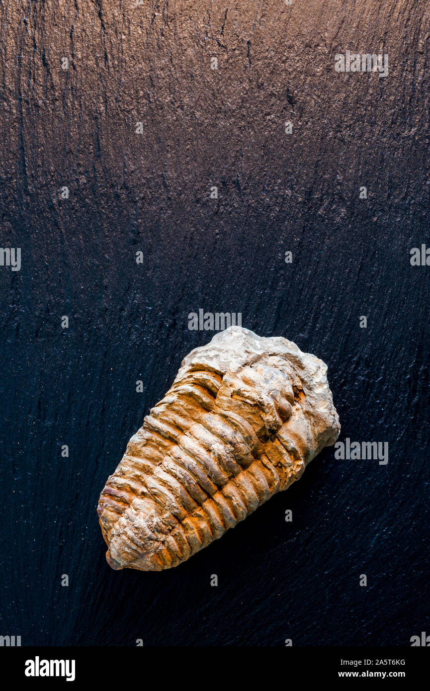 Natural trilobite fossil stone hi-res stock photography and images - Alamy