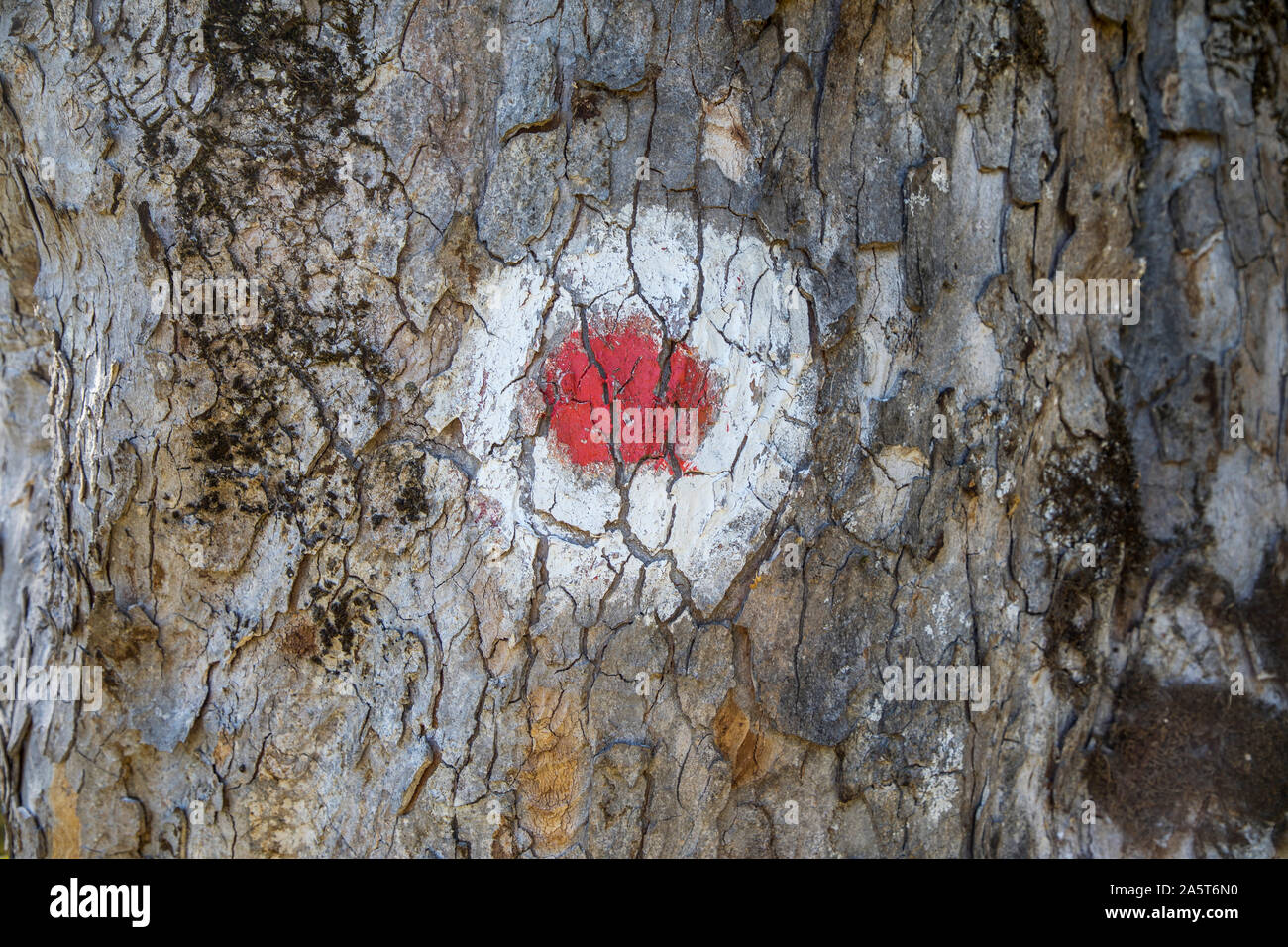 Tree marking hi-res stock photography and images - Alamy