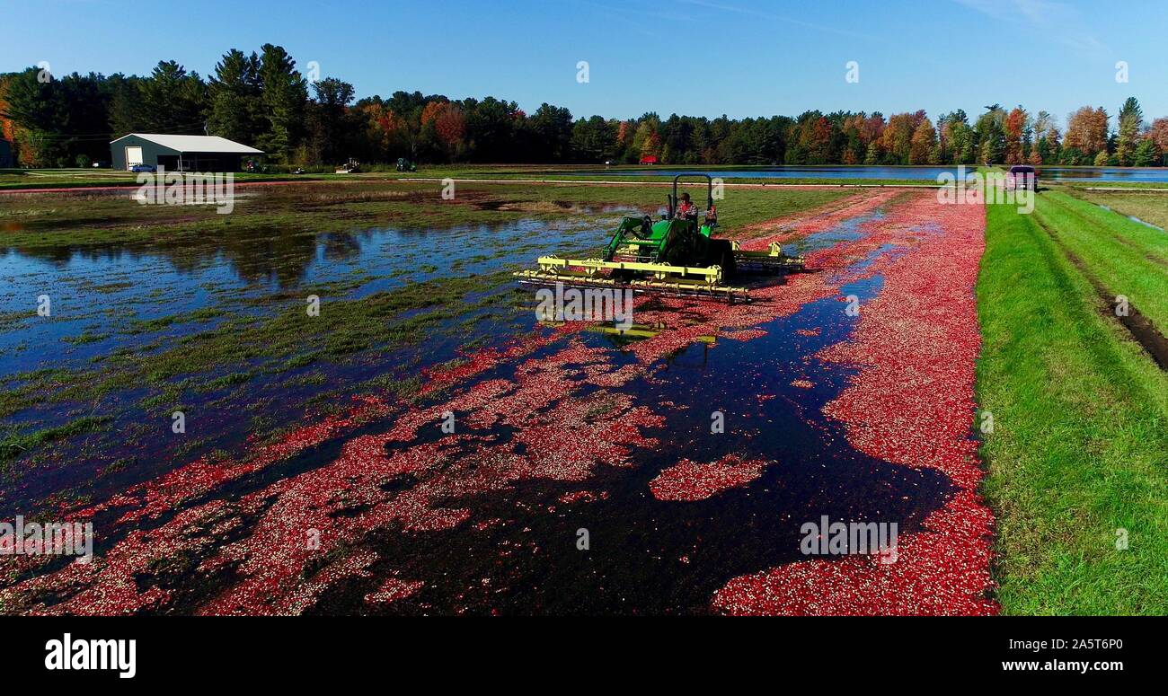 Cranberry bog aerial hi-res stock photography and images - Alamy