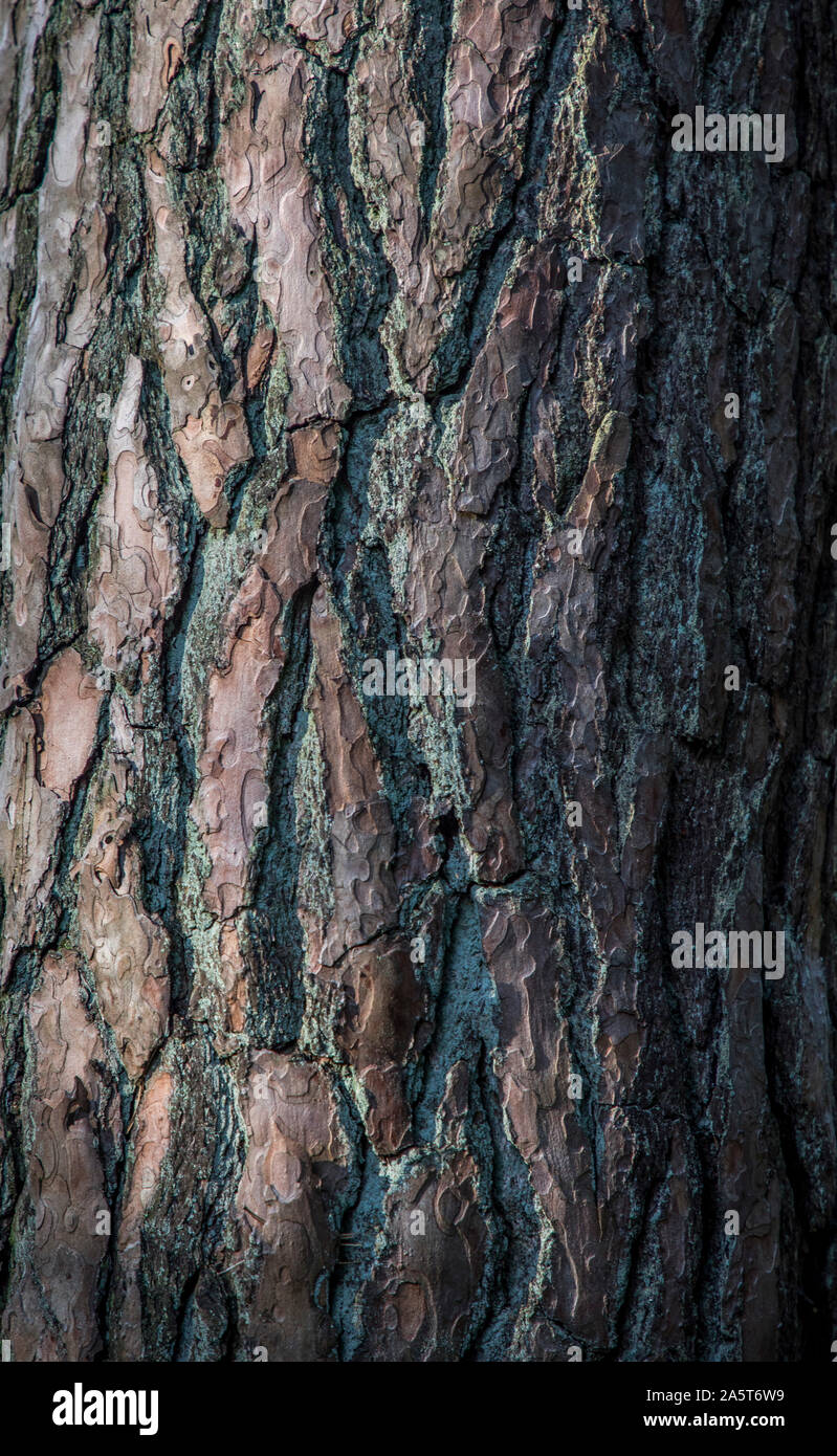 Bark, bark, tree bark, coarse surface, old tree Stock Photo - Alamy