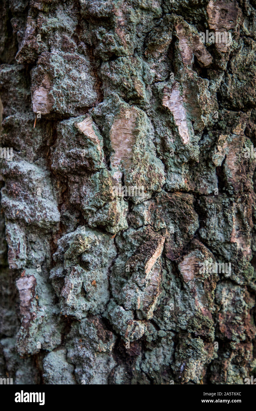 Bark, bark, tree bark, coarse surface, old tree, old birch Stock Photo ...