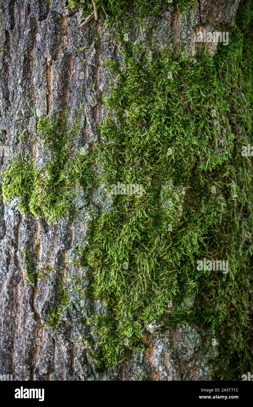 Bark, bark, tree bark, coarse surface, old tree, moss vegetation Stock ...