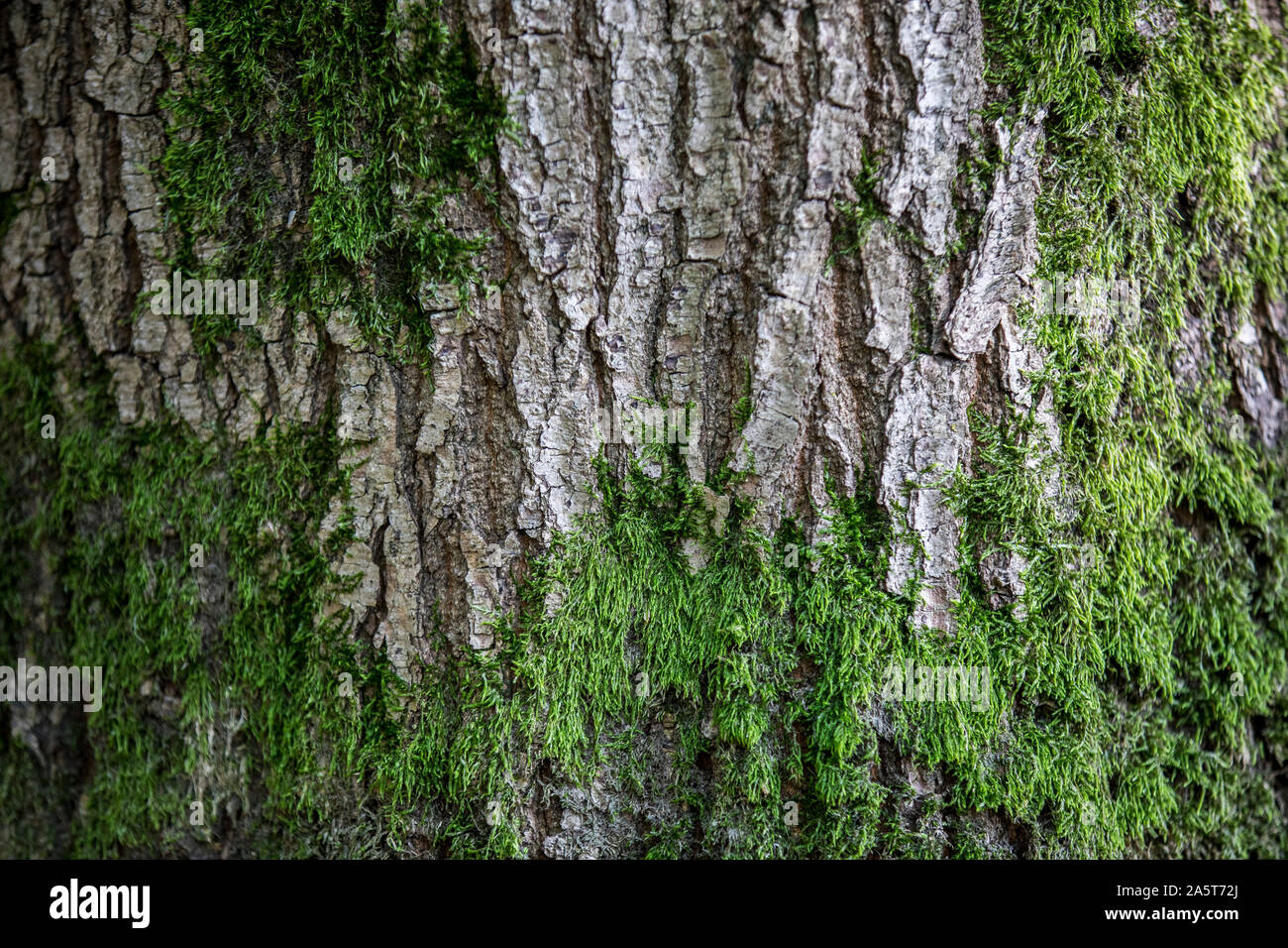 Bark, bark, tree bark, coarse surface, old tree, moss vegetation Stock ...