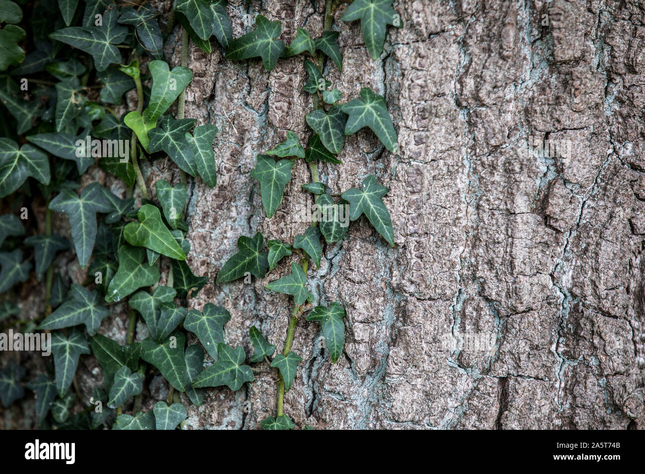 Bark, bark, tree bark, coarse surface, old tree, ivy plant is climbing ...