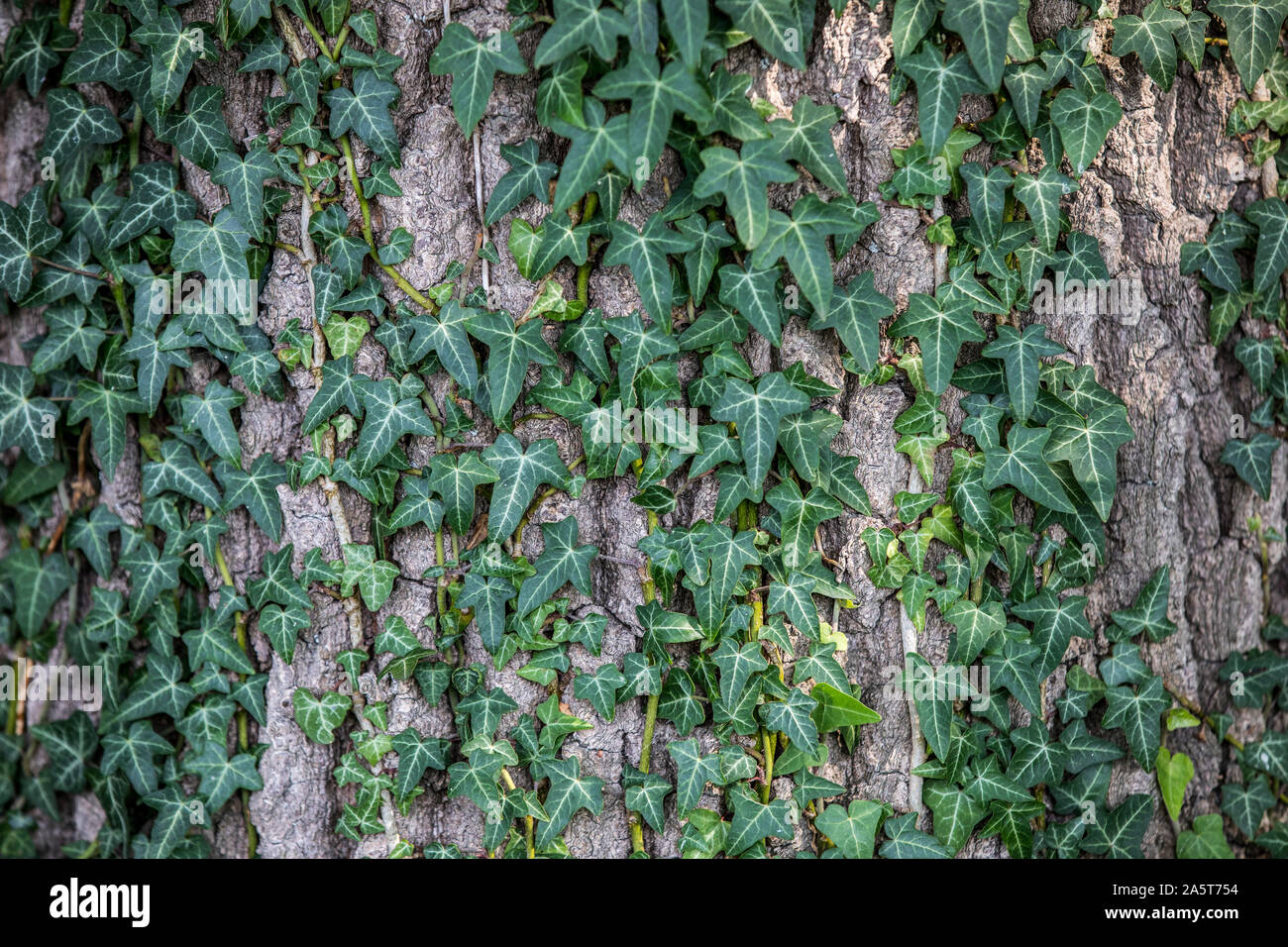 Bark, bark, tree bark, coarse surface, old tree, ivy plant is climbing ...