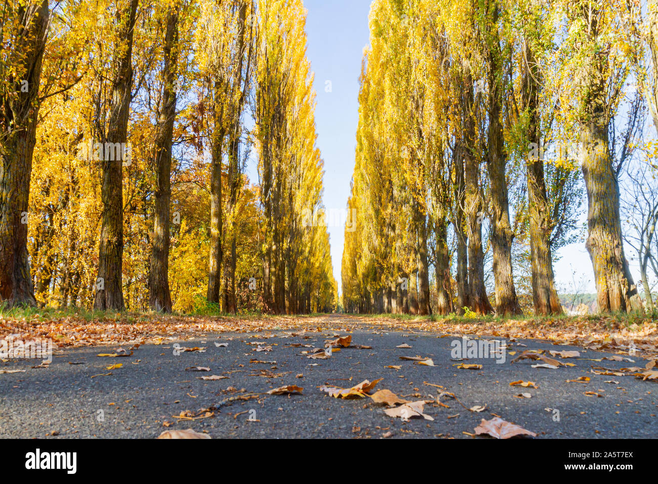 Tall trees in a row hi-res stock photography and images - Alamy