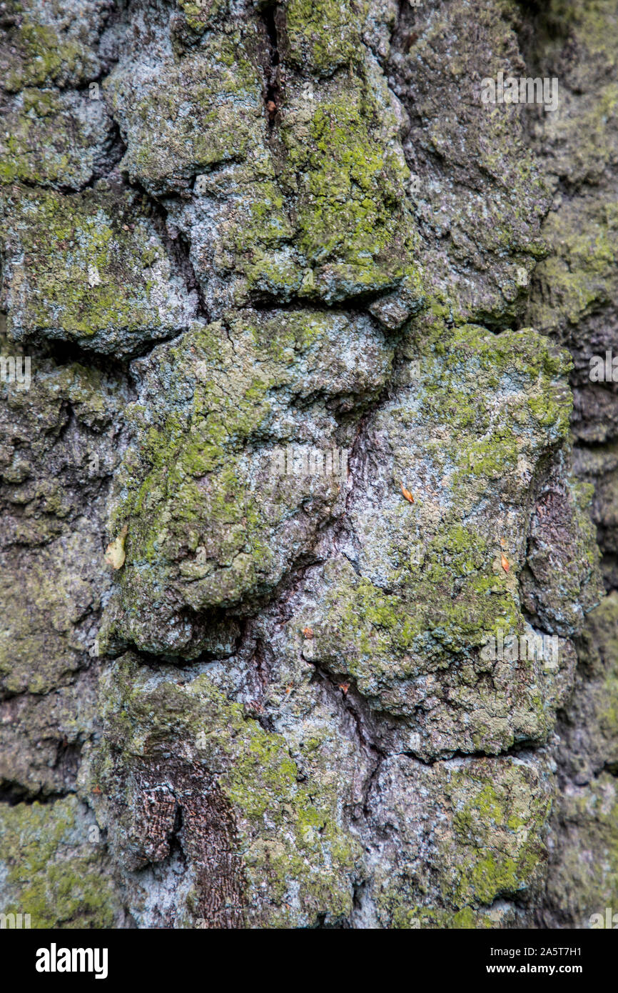 Bark, bark, tree bark, coarse surface, old tree, moss vegetation, birch ...