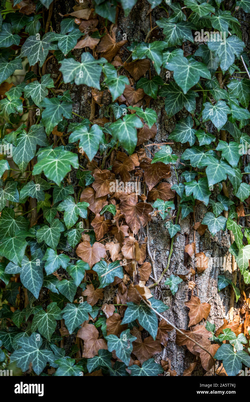 Bark, bark, tree bark, coarse surface, old tree, ivy plant is climbing ...