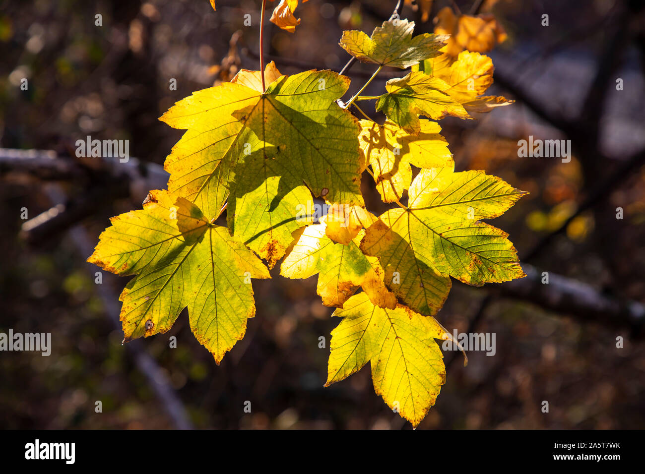 Withered leaves on tree branch hi-res stock photography and images - Alamy