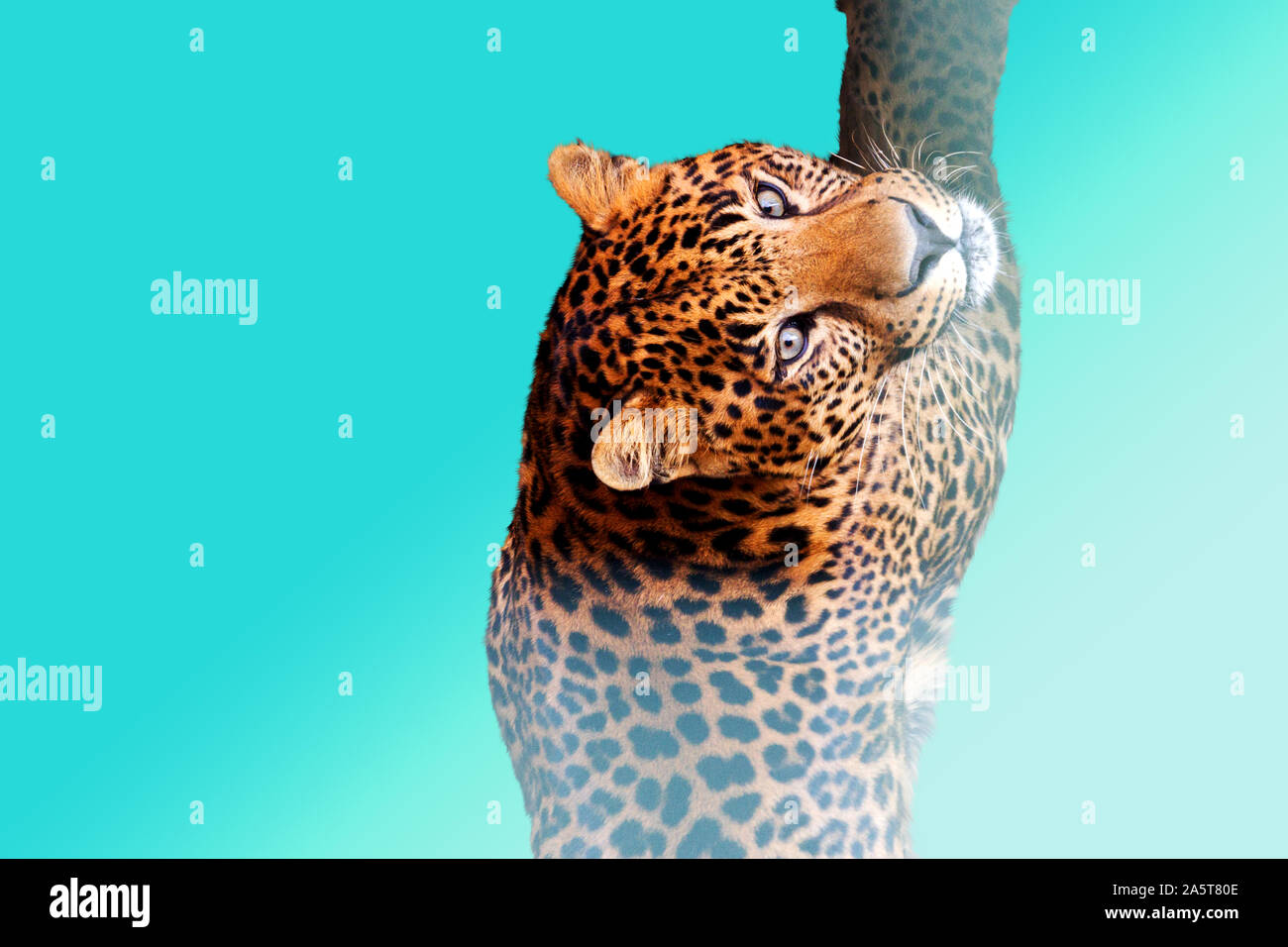 African leopard swimming cat hi-res stock photography and images - Alamy