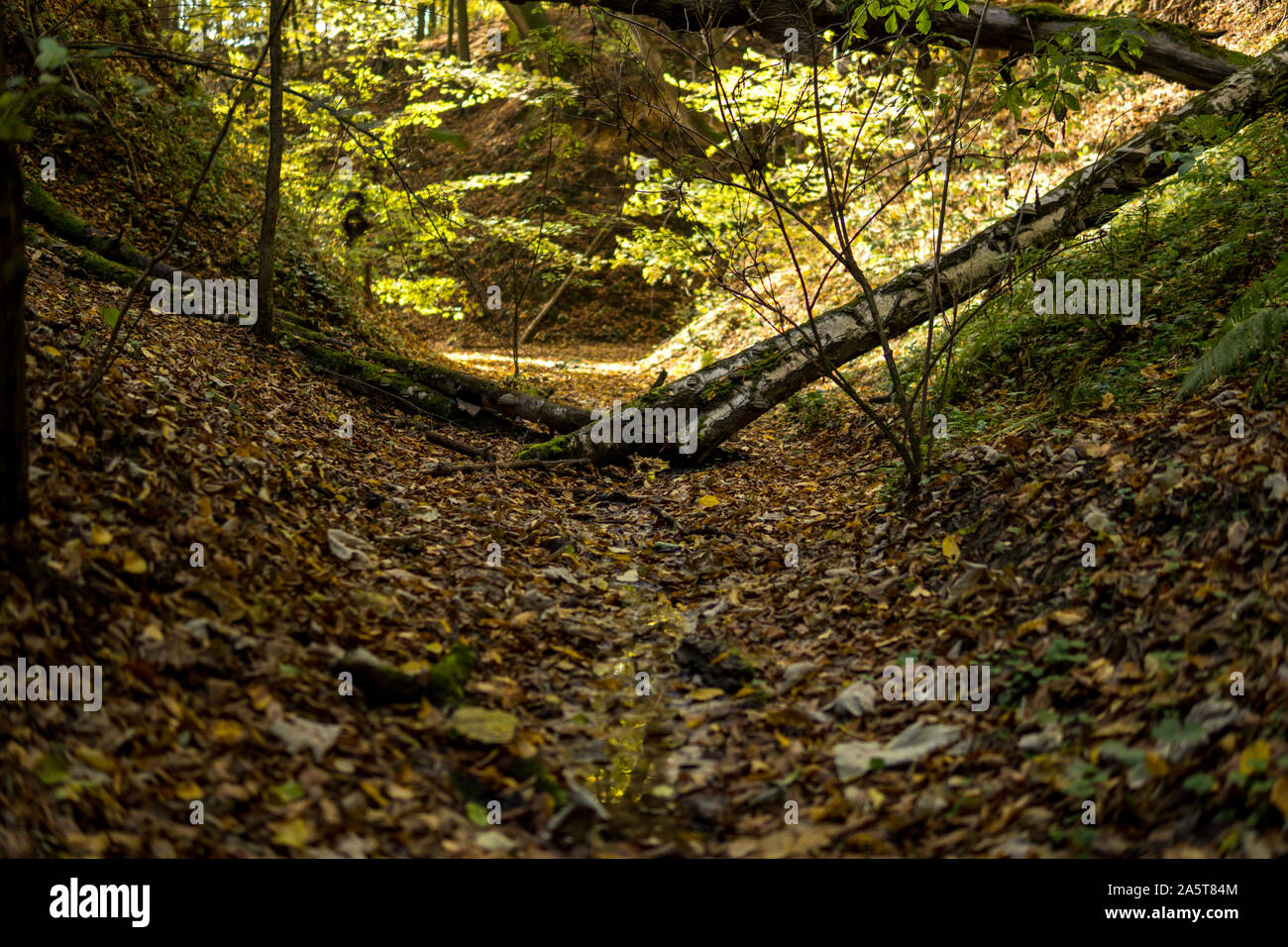bottom of a gully landform formed in loess rock with fallen trees ...