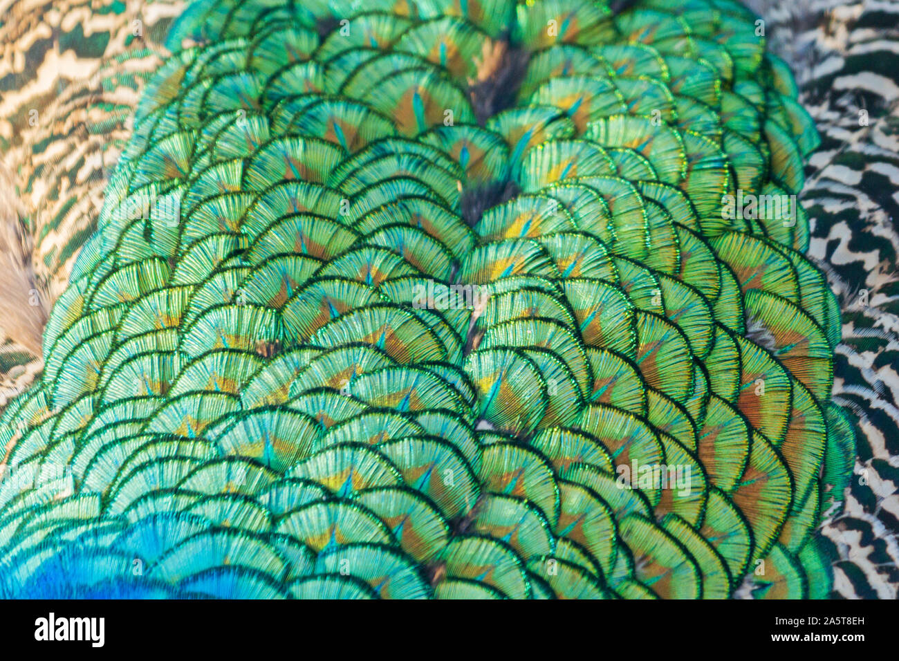 texture of peacock emerald feathers with highlights Stock Photo - Alamy