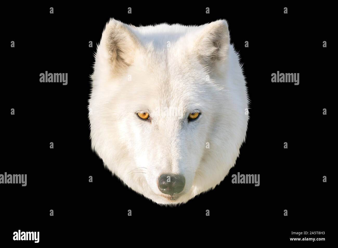 Wolf head hi-res stock photography and images - Alamy