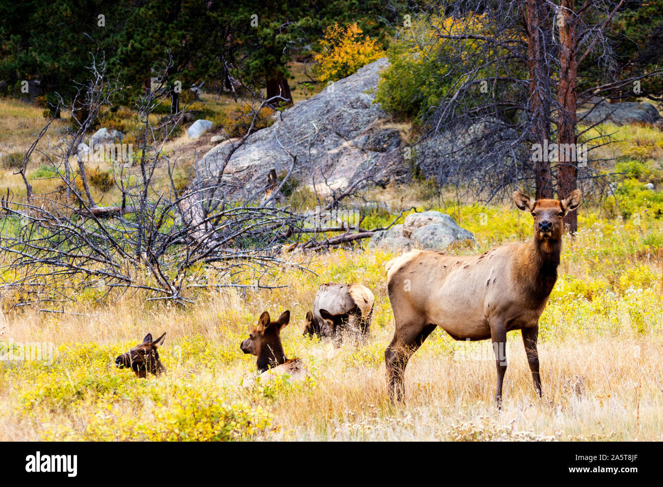 Majestic herd of elk foraging for food amongst the golden colors of ...