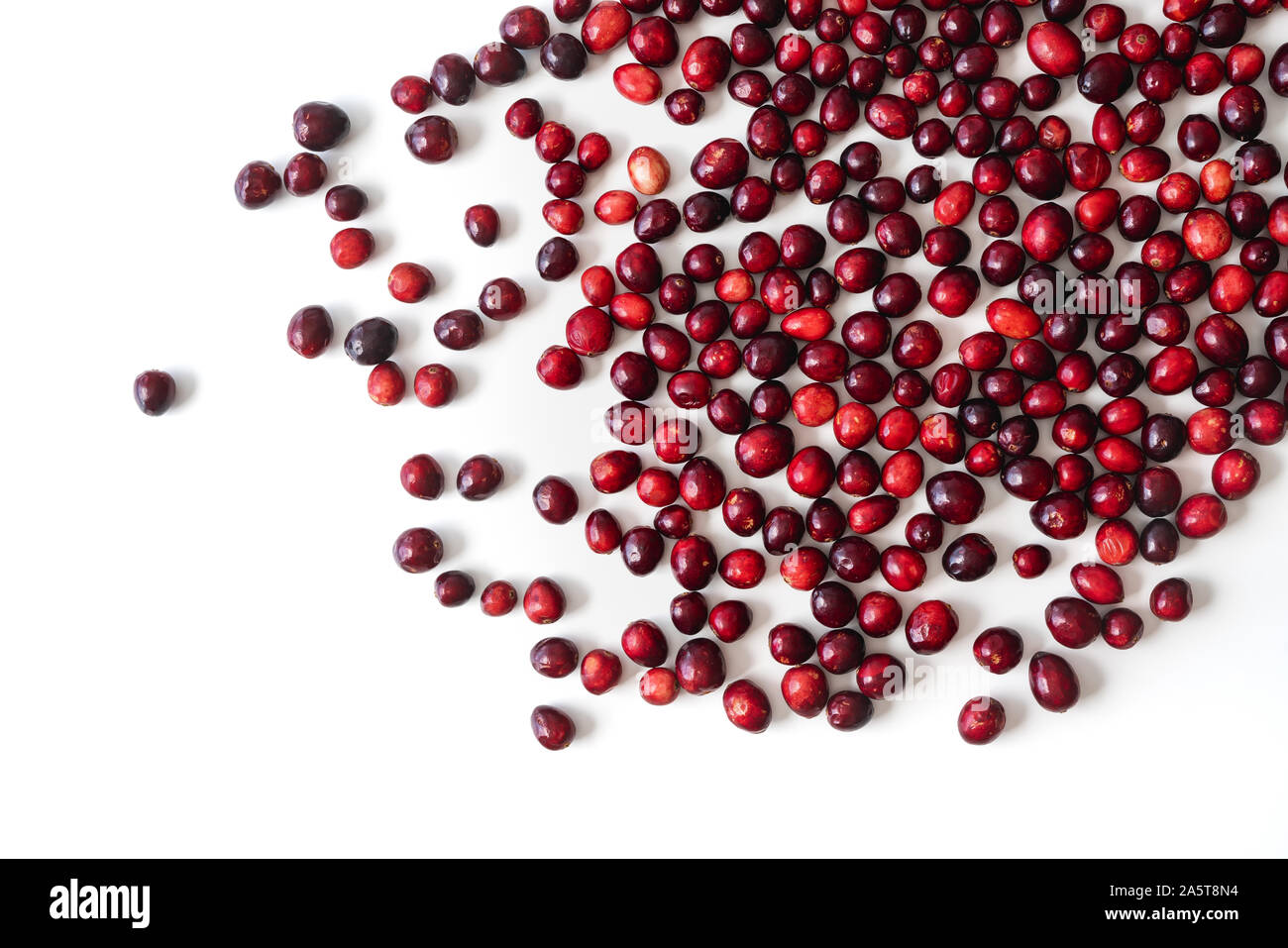 Cranberries. The scattered berries on white background. Fresh ripe red ...