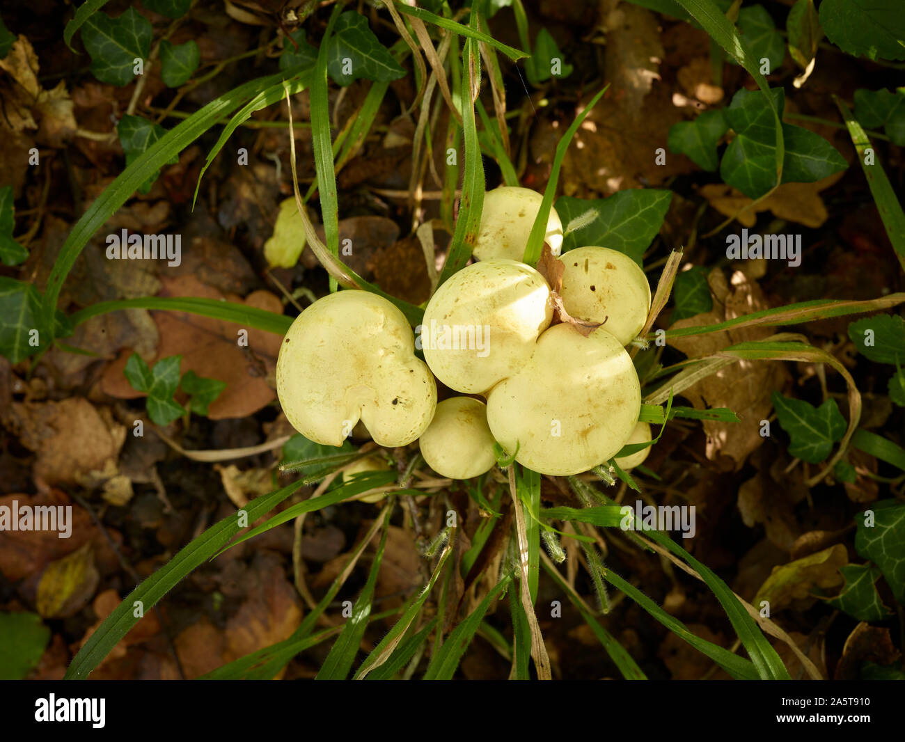 Family og fungi in grassland, intimate natural landscape, Beacon Wood ...