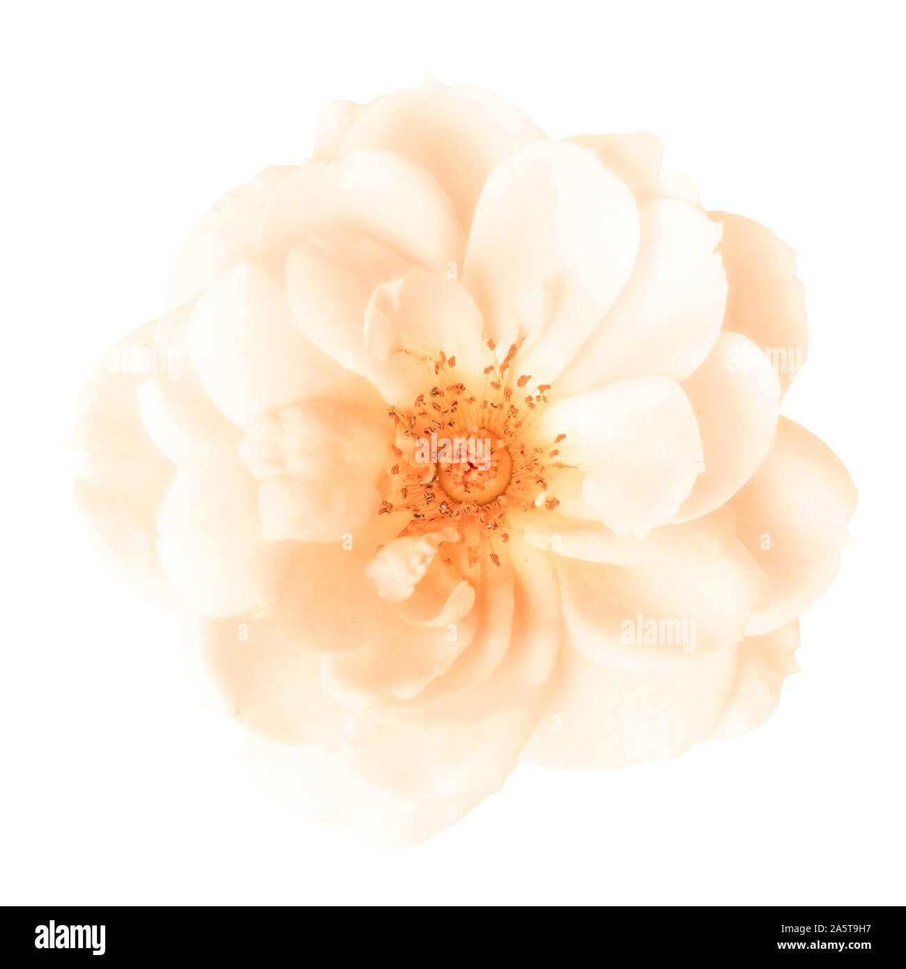 high-key watermark bright isolated white orange rose blossom macro,white background,fine art ...