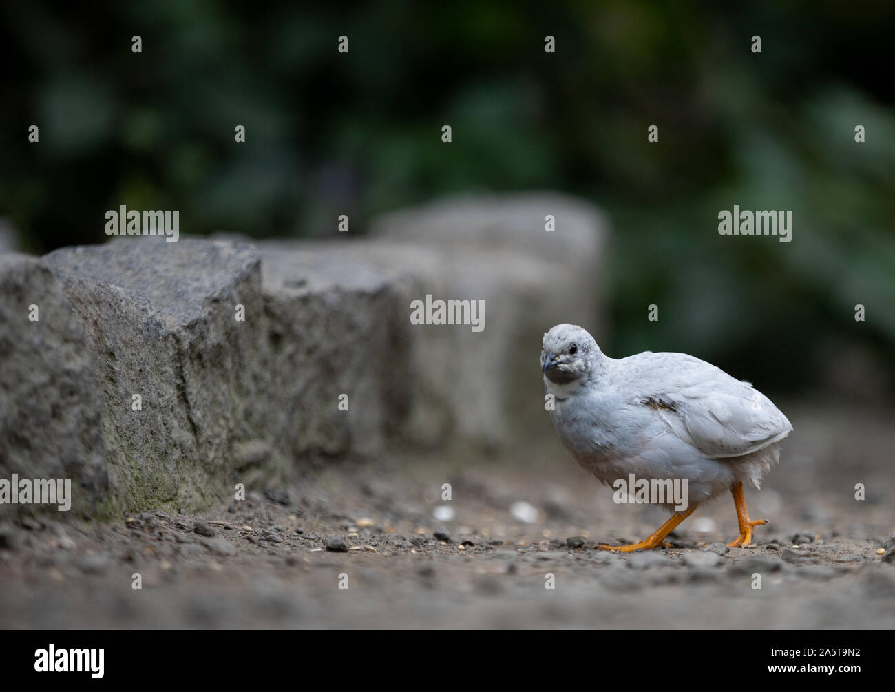 Unique Birds High Resolution Stock Photography and Images - Alamy
