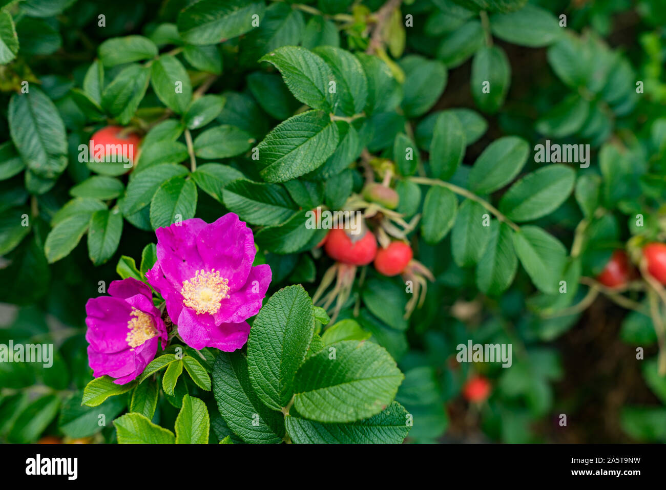 close up view of a rose plant with large ripe rose hip fruits and ...