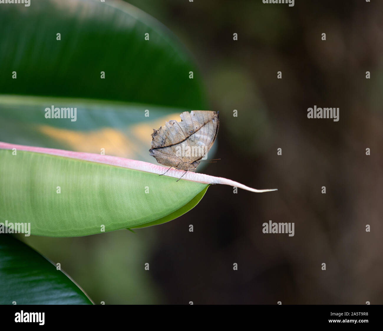 Kalima inachus, beautiful unique butterfly whose wings imitate leaves ...