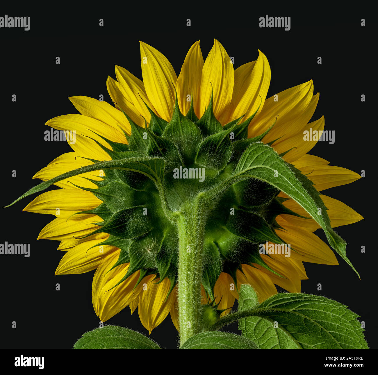 Back side sunflower hi-res stock photography and images - Alamy