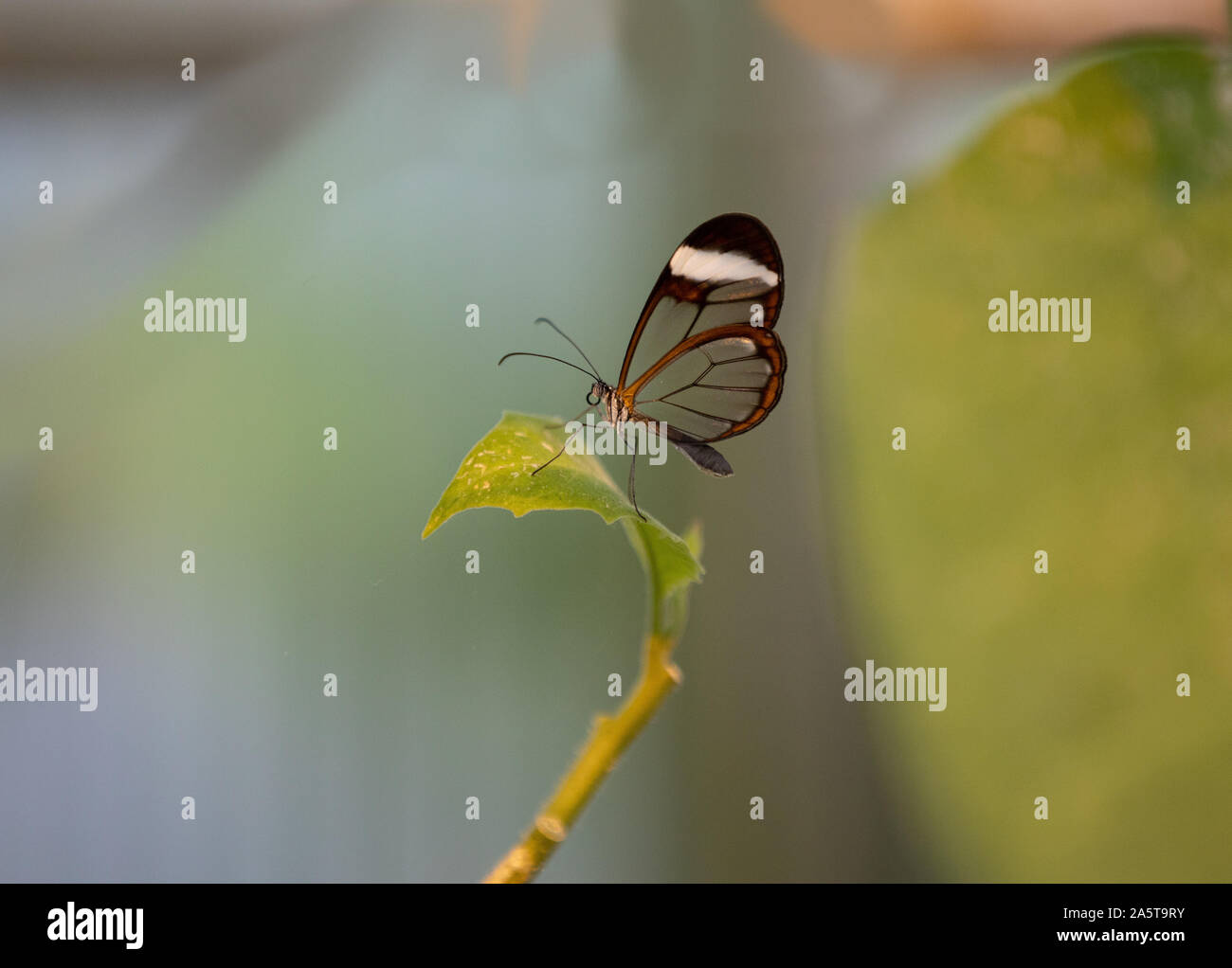 unique Butterfly with transparent wings,Bornholm Stock Photo - Alamy