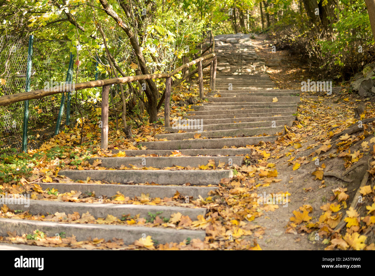 Maple wood stairs hi-res stock photography and images - Alamy