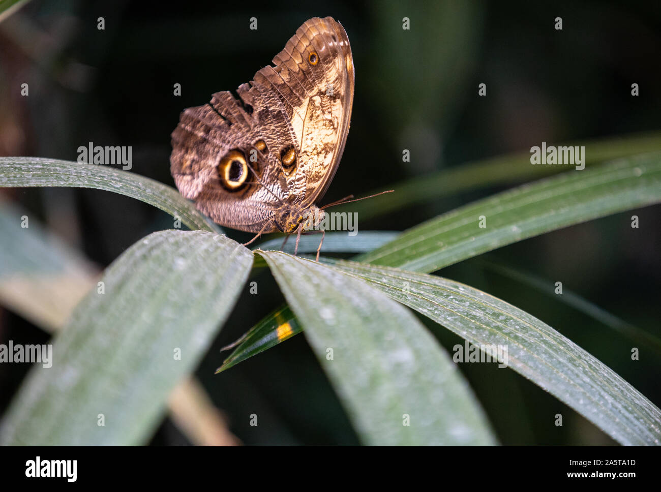 butterfly unique insect, Bornholm,beautiful, unique butterfly in close ...