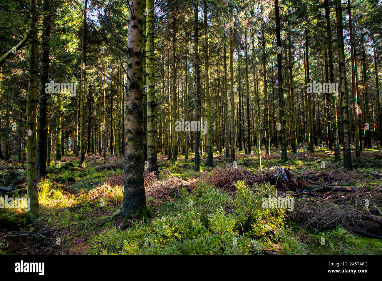 Belgium, Wallonia, the High Fens, high moor, in the Eifel and Ardennes ...