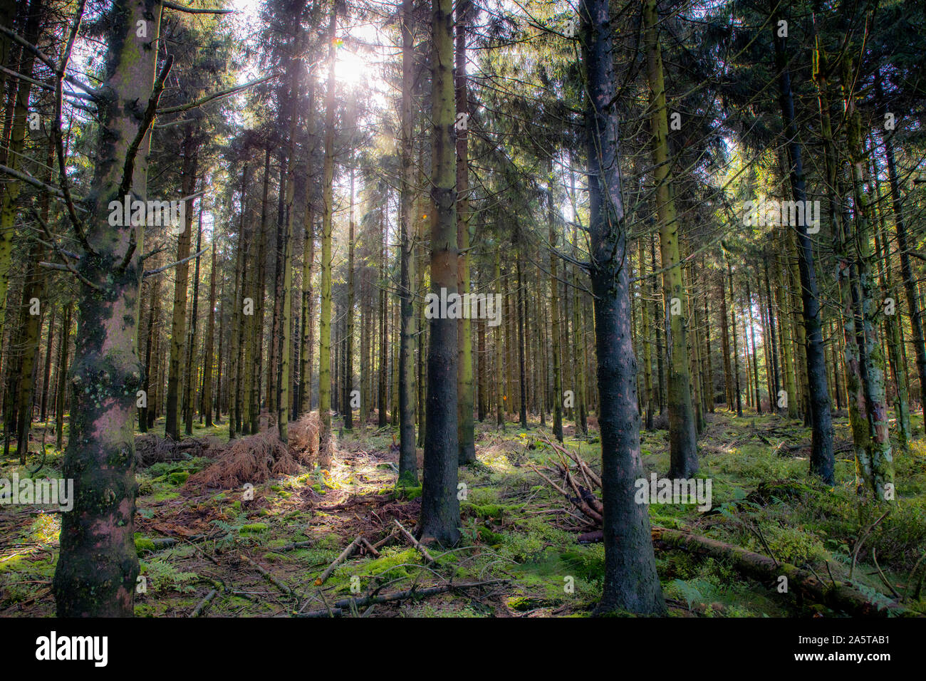 Belgium, Wallonia, the High Fens, high moor, in the Eifel and Ardennes ...