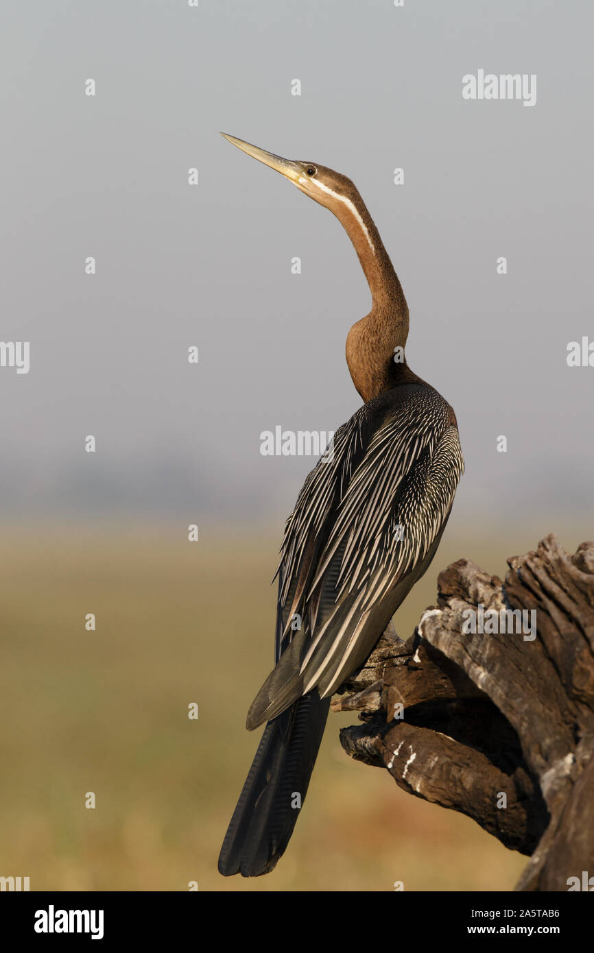 Blue darter hi-res stock photography and images - Alamy
