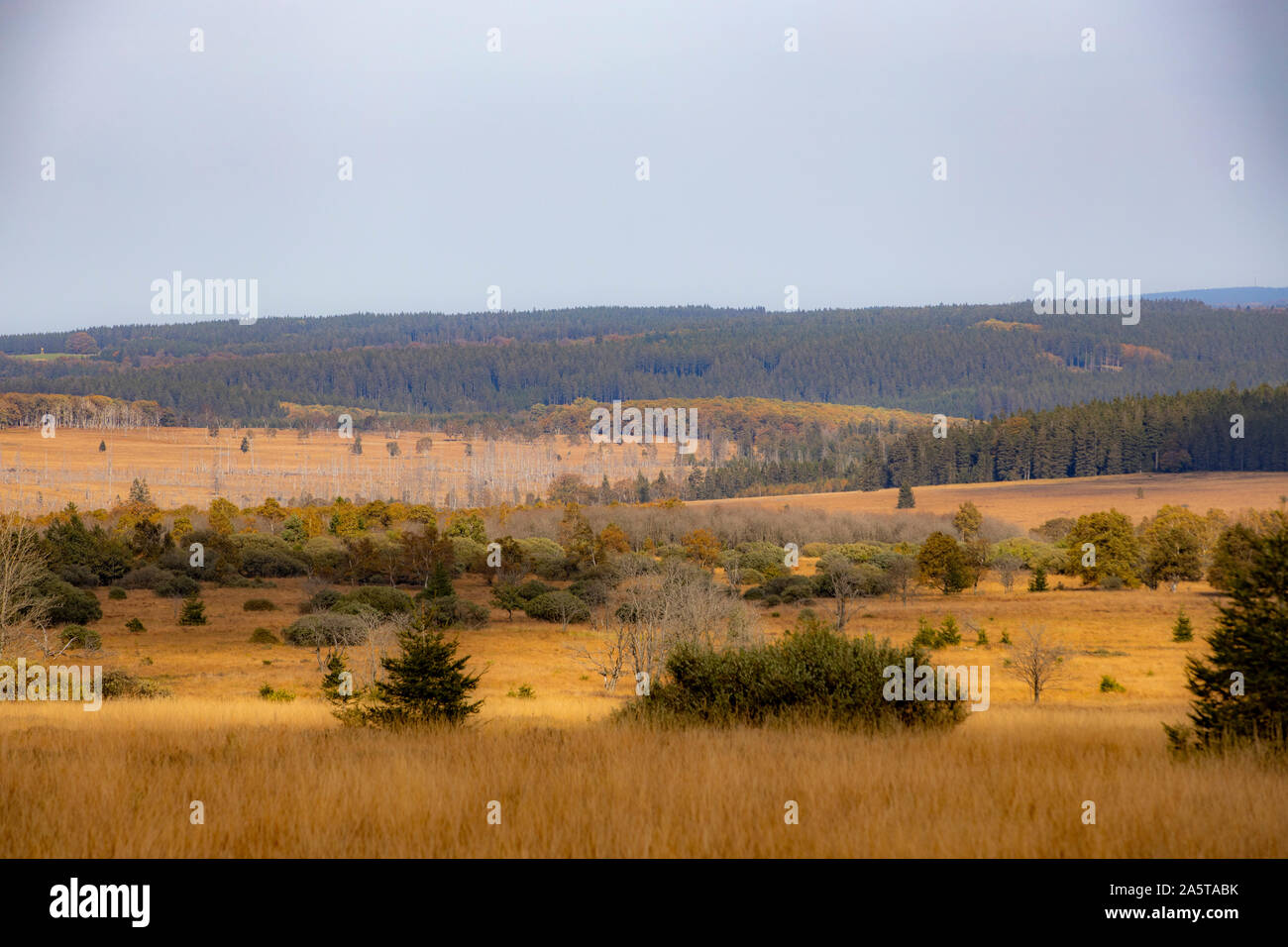 Belgium, Wallonia, the High Fens, high moor, in the Eifel and Ardennes ...