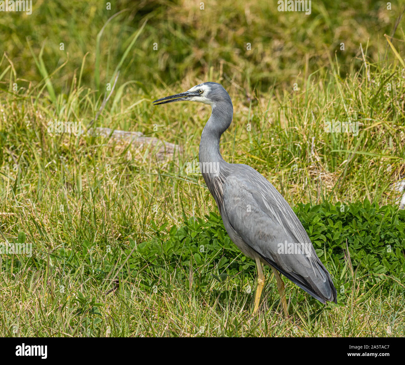 White long neck bird with yellow beak hi-res stock photography and ...