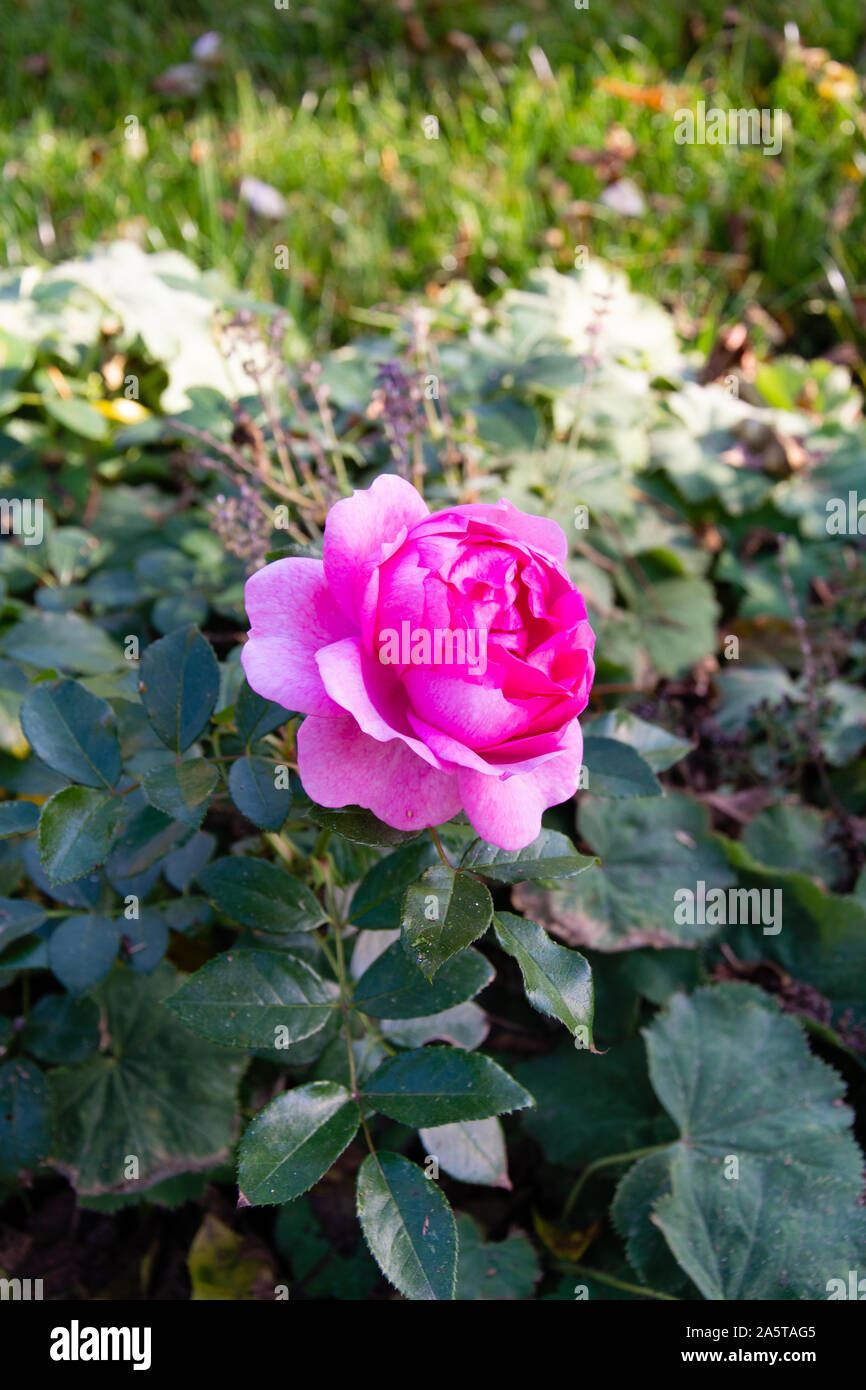 Rose in full blossom Stock Photo - Alamy