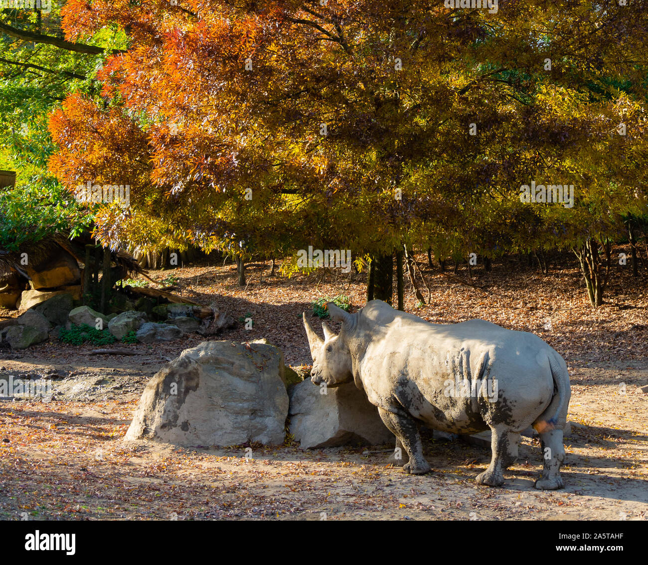 Rhino under colorful tree in Zoo Zlin Stock Photo - Alamy