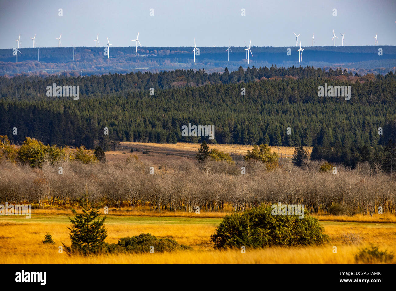 Belgium, Wallonia, the High Fens, high moor, in the Eifel and Ardennes ...