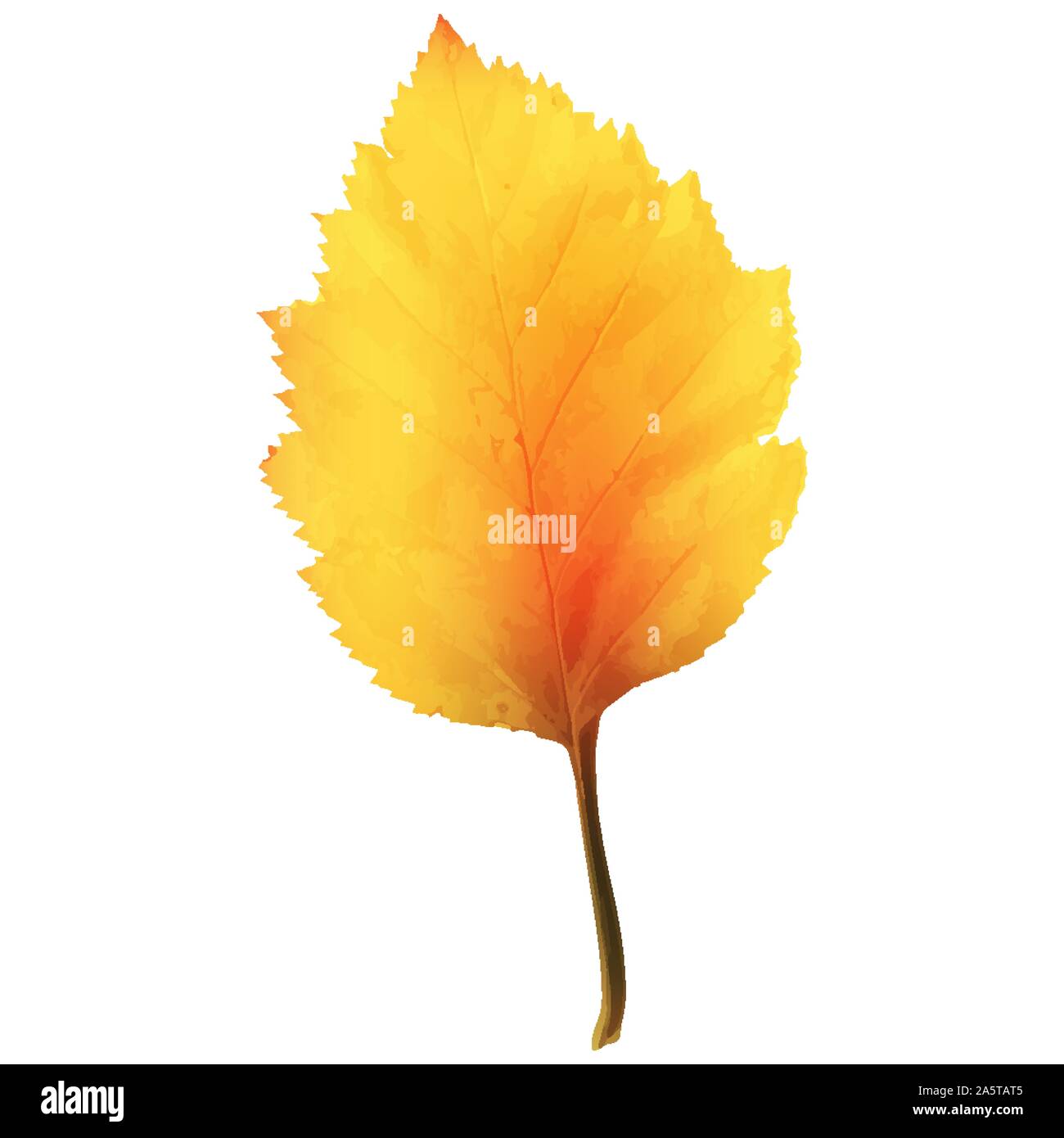 Leaf skeleton Stock Vector Images - Alamy