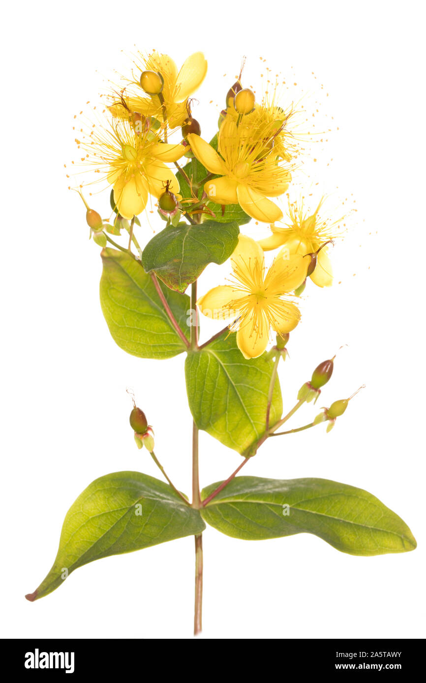 Hypericum flowers hi-res stock photography and images - Alamy