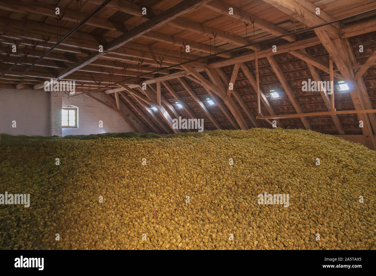 Hop stored after harvesting in a traditional store house Stock Photo ...